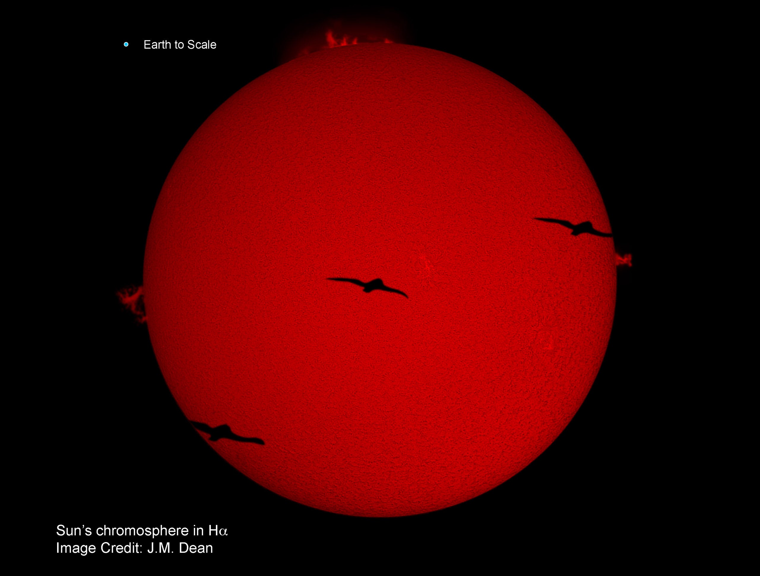 Sun's chromosphere and passing seagull – Lunt Solar Systems